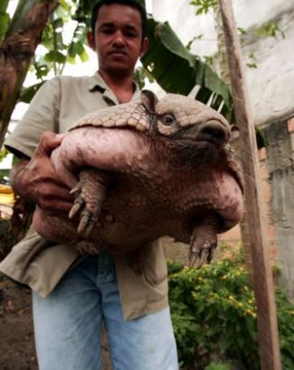 O GODEIRENSE: CURIOSIDADES: Peba Gordão