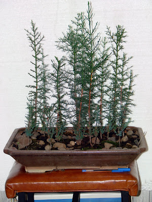 Bonsái Gerardo: Ciprés