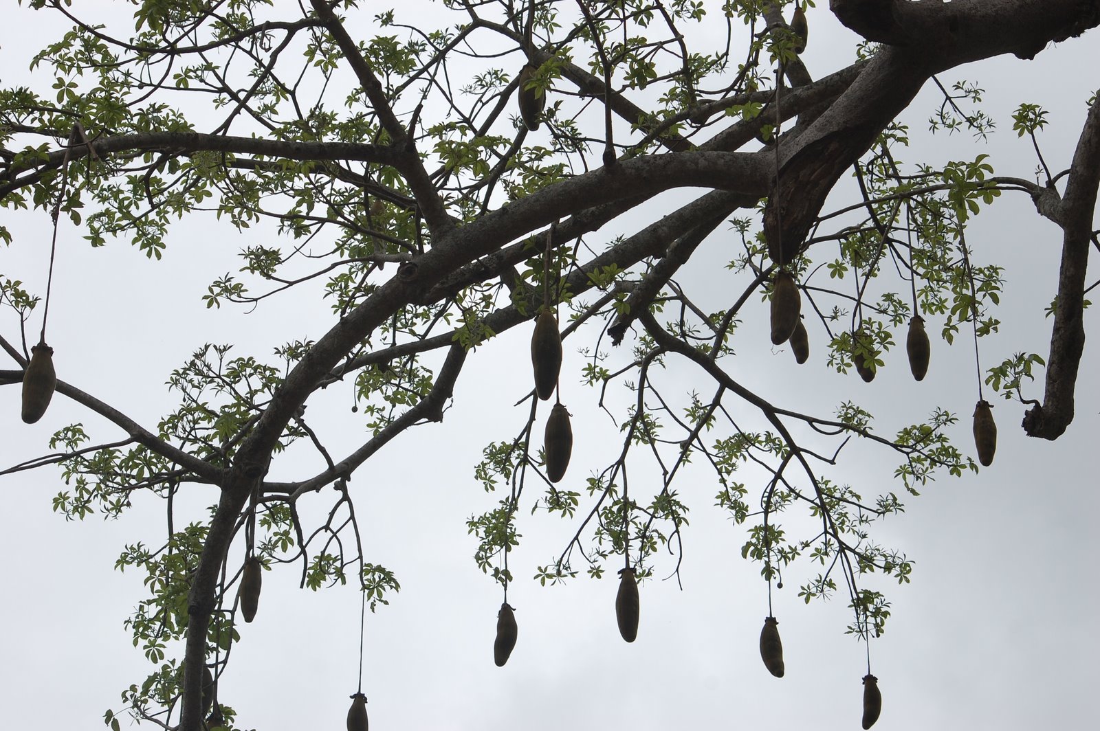 ONDJIRA SUL: Poesia de Namibiano Ferreira e Cultura Angolana.: O ...