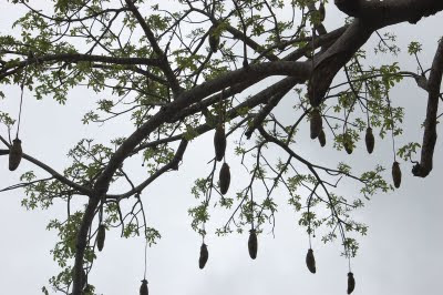 ONDJIRA SUL: Poesia de Namibiano Ferreira e Cultura Angolana.: O ...