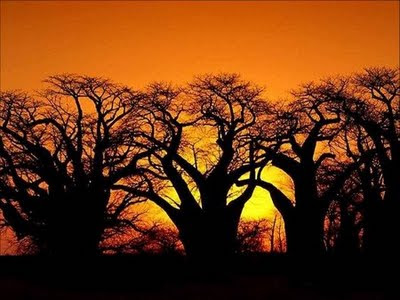 ONDJIRA SUL: Poesia de Namibiano Ferreira e Cultura Angolana.: O ...