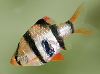 Beautiful Fish: Exotic Tropical Fish