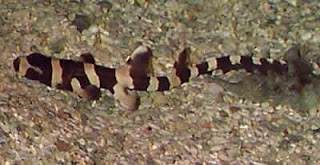 Fish and Fish: Brown Spotted Catshark