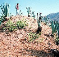 Recorriendo el Pulgarcito: Ruinas de Quelepa