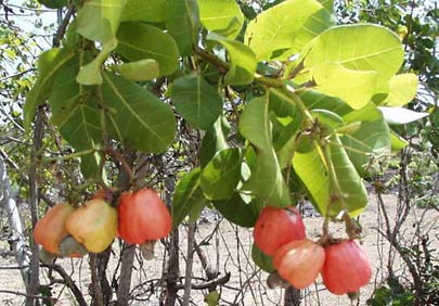 Institucion Educativa Luis Calixto Leiva
