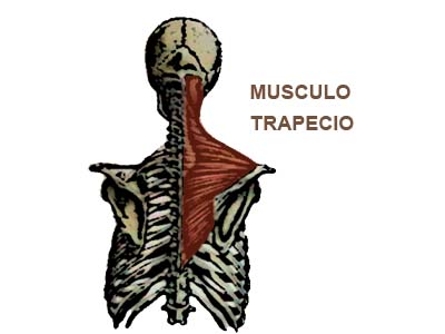 Amor Pilates: El músculo trapecio