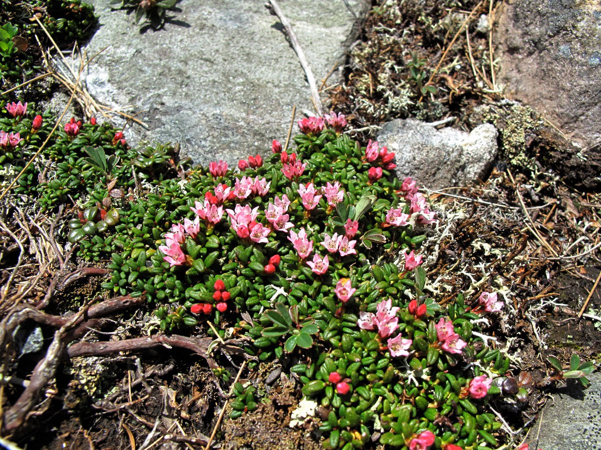 White Mountain Sojourn: 5-28-10 Mt. Washington & Lakes of the Clouds Again!
