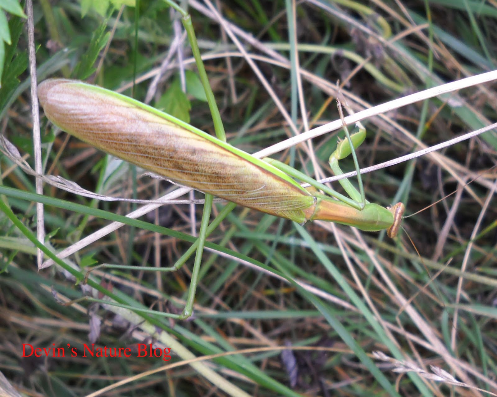 Devin's Nature Blog: A pious bug from China