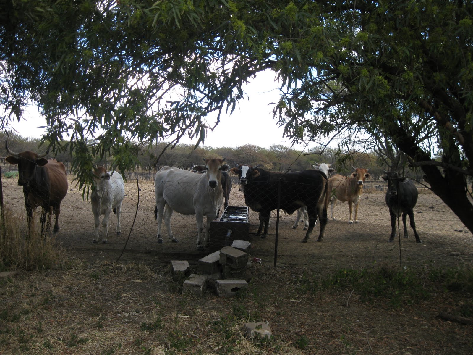 Plaasjapie: Op die plaas...