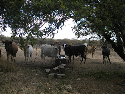 Plaasjapie: Op die plaas...