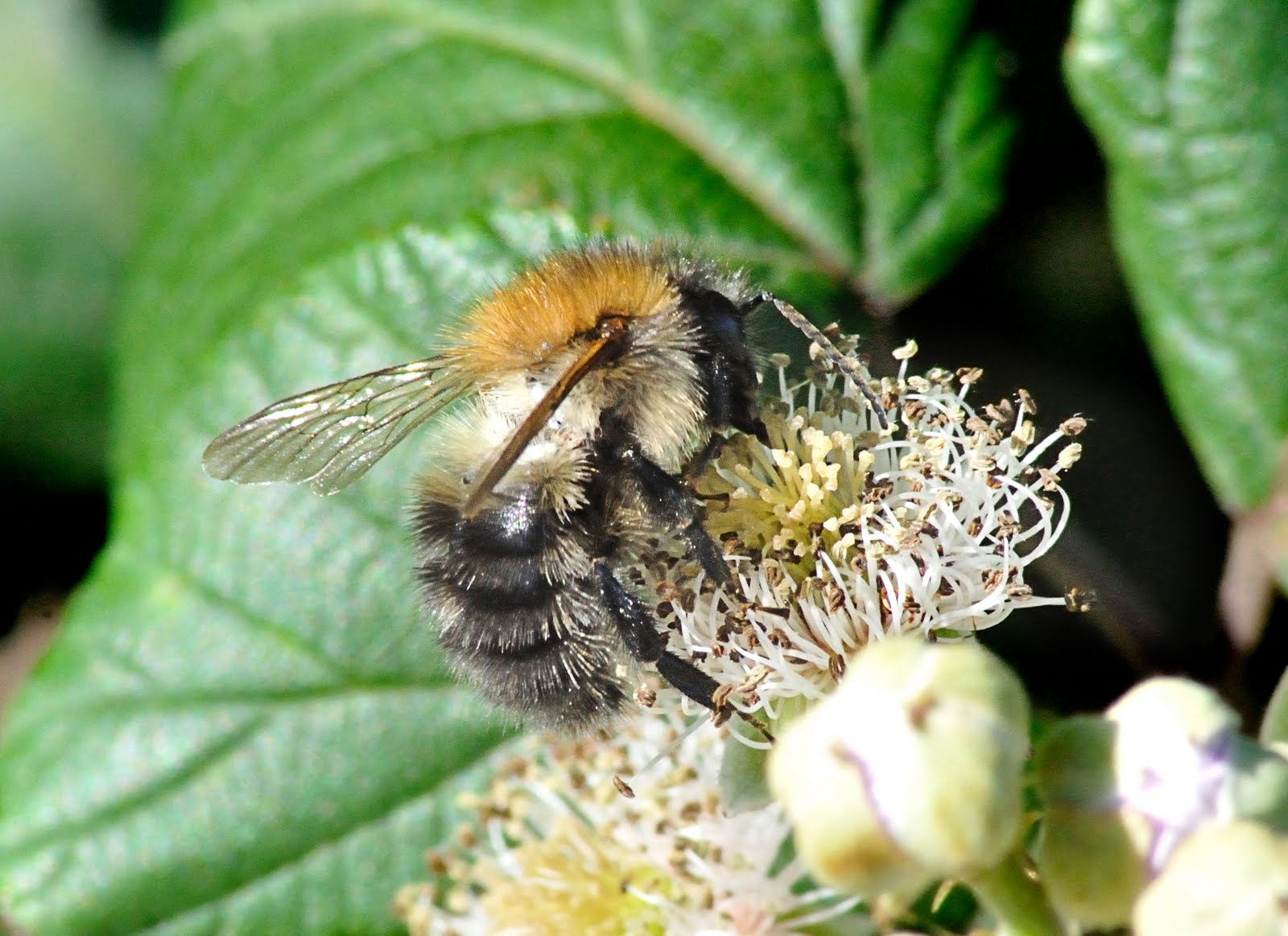 Bumblebee Blog: Bombus pascuorum