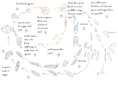 blackskimmerblog: How Life Cycles and Genetics Helps Organisms Survive ...