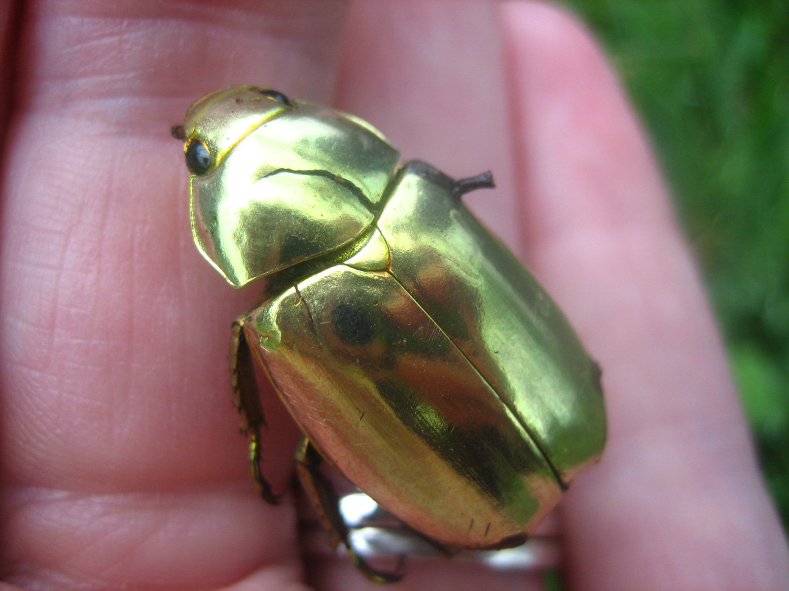 Most Beautiful Beetles