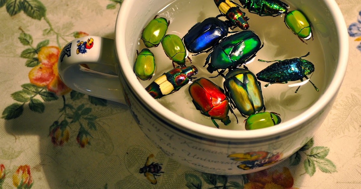 Insect Art: Bug Soup!