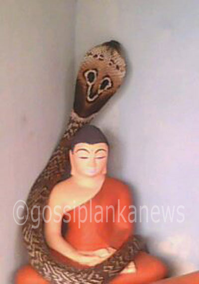 Always Fresh News: Muchalinda Snake in Galgamuwa