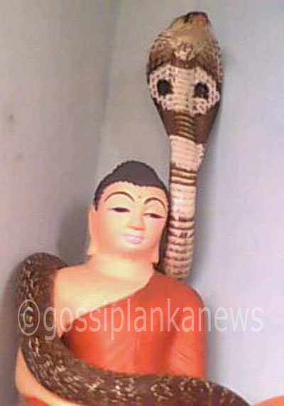 Always Fresh News: Muchalinda Snake in Galgamuwa