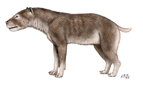 Caniformia - Alchetron, The Free Social Encyclopedia