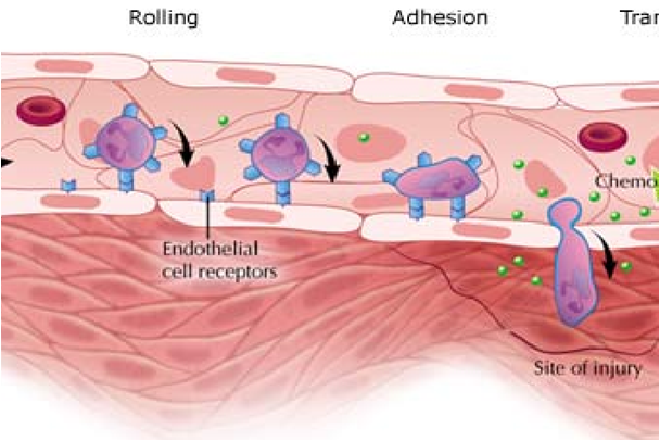 INMUNOLOGIA: INFLAMACIÓN