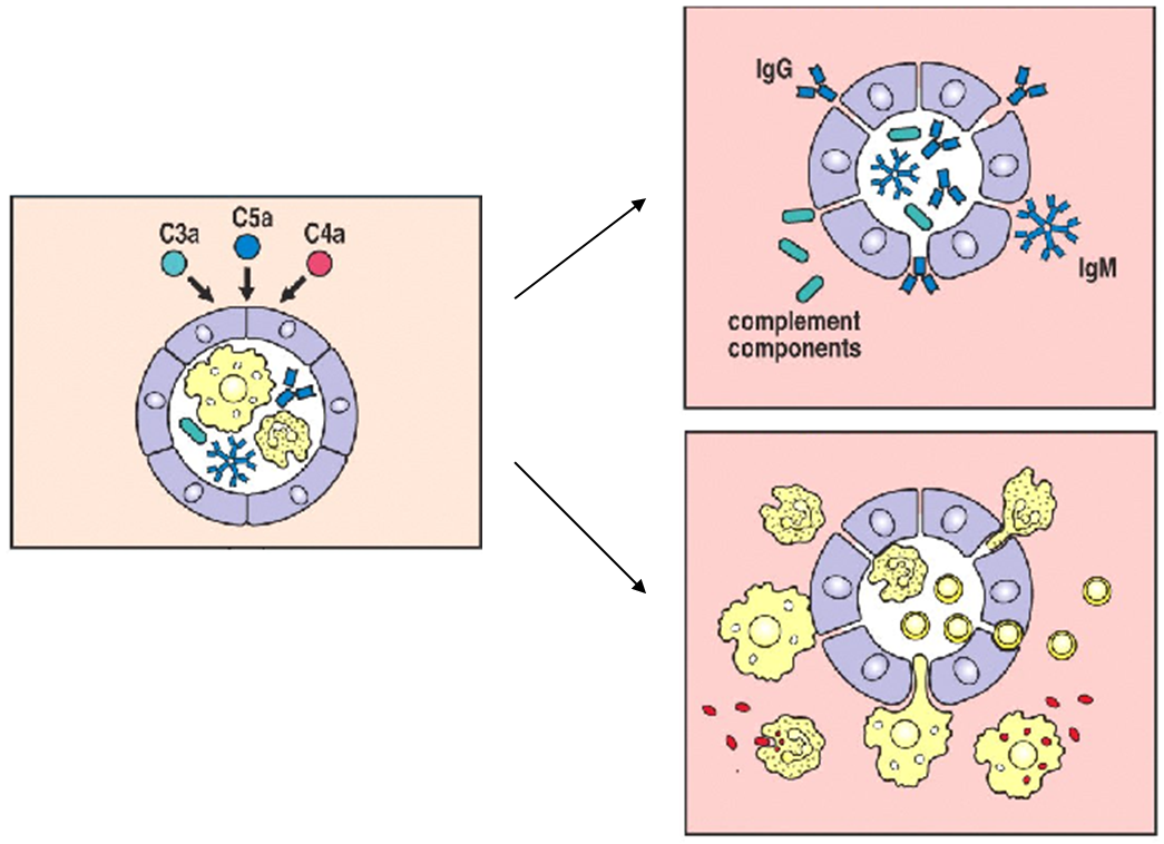 INMUNOLOGIA: INFLAMACIÓN