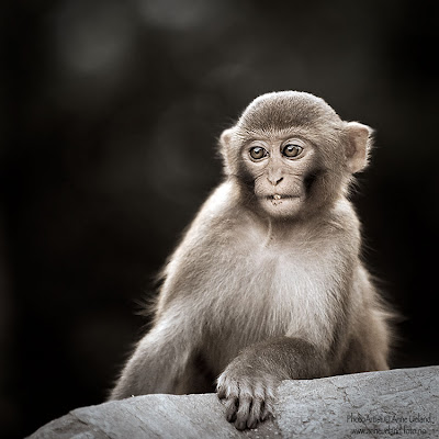PhotoArtist Anne Ueland: Holy Monkeys, Nepal