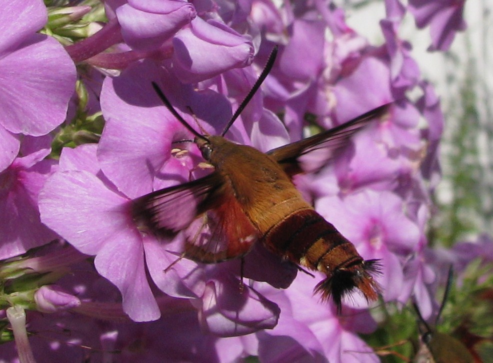 KaHolly: Hummingbird Clearwing Moth