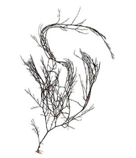 Rodophytas/Algas Rojas: *Ceramium rubrum