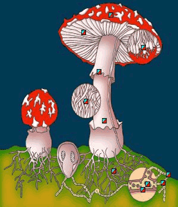 Dicionário de Biologia