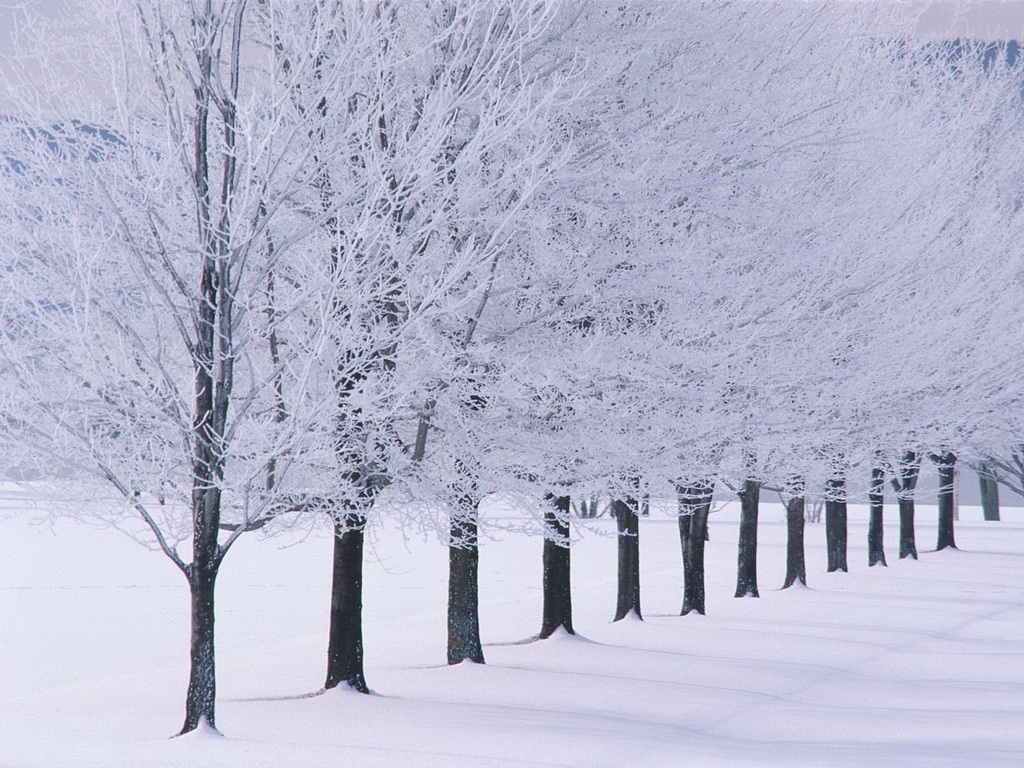 Winter wallpaper snow tree lined | Urban Art Wallpaper