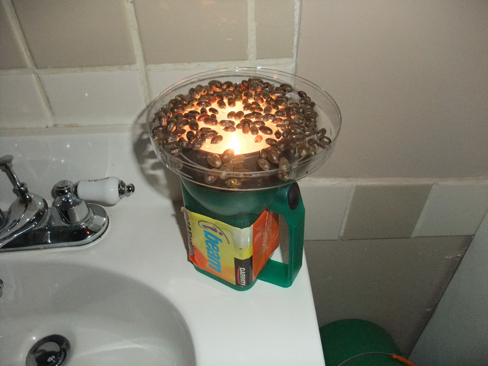 Candling mason bee cocoons - Beediverse Mason Bees