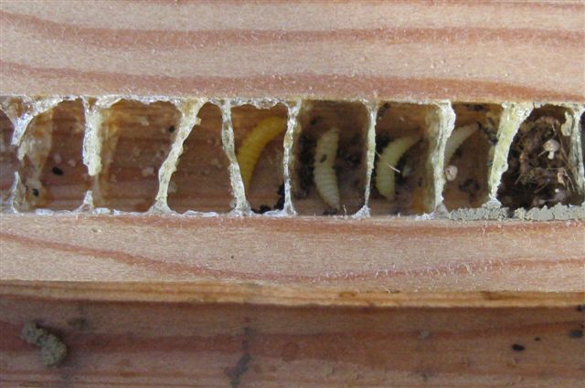 Frank M. from Victoria, BC sends photos and writes about his mason bee ...
