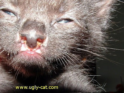 felinos: los gatos mas feos del mundo