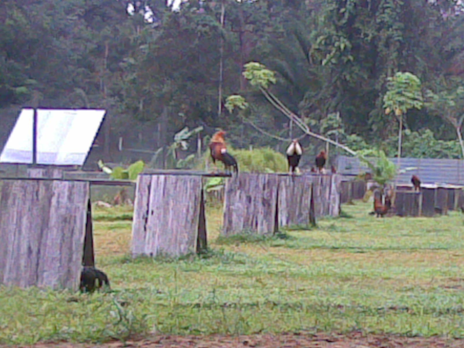 MEREKAH FAJAR SDN BHD: Visiting a "fighting" Rooster Game Farm