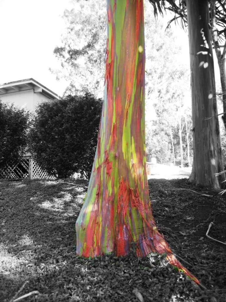 The Fiatoa's: Crazy Hawaiian Trees