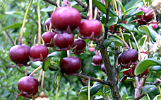 Murtinatural: Murta: Delicia natural