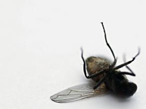 U.P. North Life: Black Fly Season!