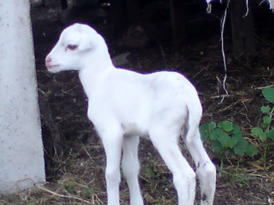 Bebiriku: Anak Bebiri baka Malin x Katahdin