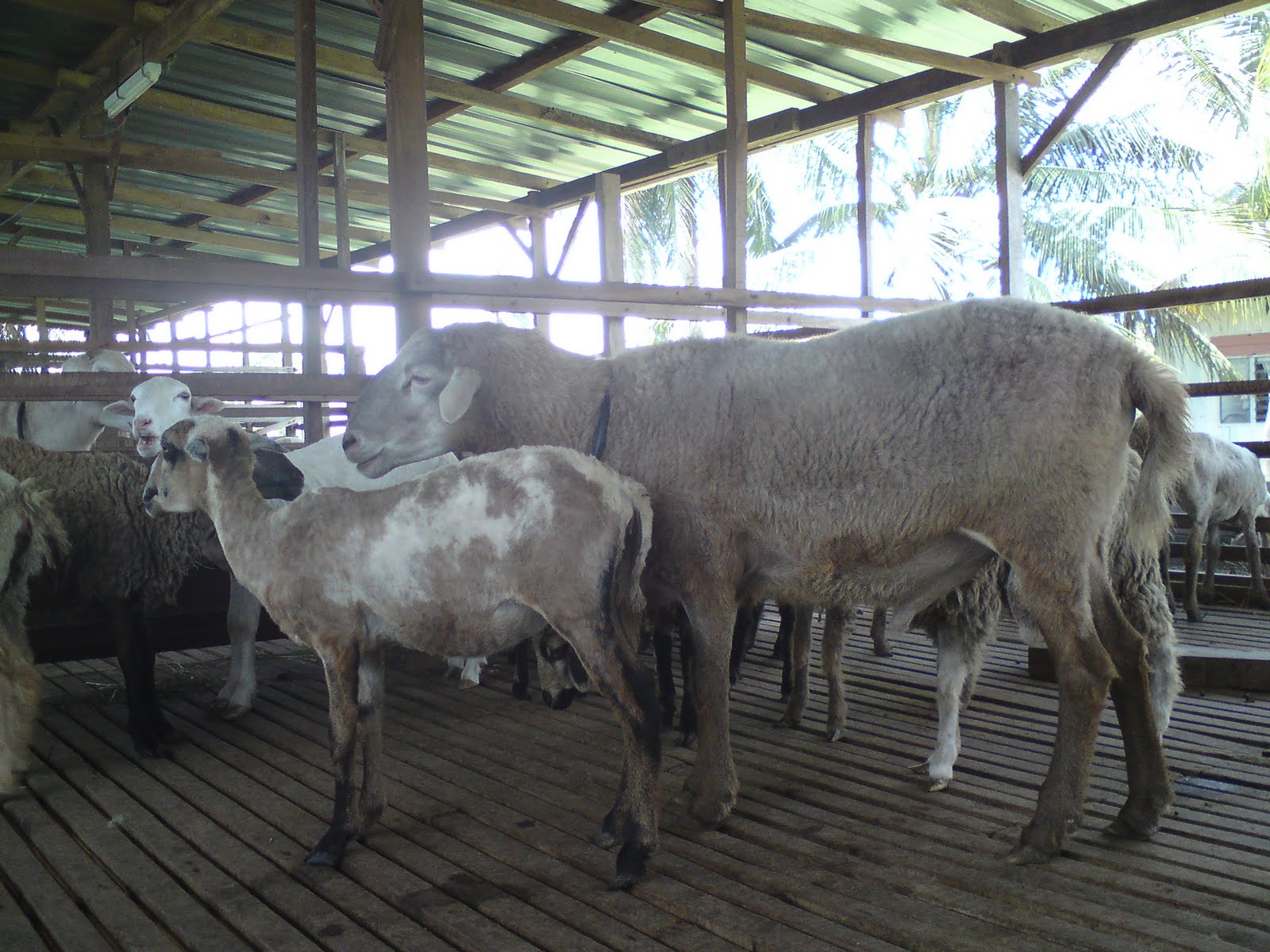 Bebiriku: SERBA RINGKAS TENTANG PEMBIAKAN BEBIRI MUDA