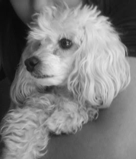 Cortes de pelo para perros french poodle - Imagui