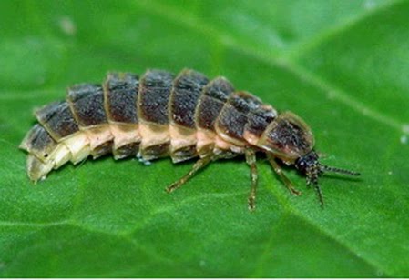 .: Kelip-kelip menyingkap Agungnya Allah SWT.