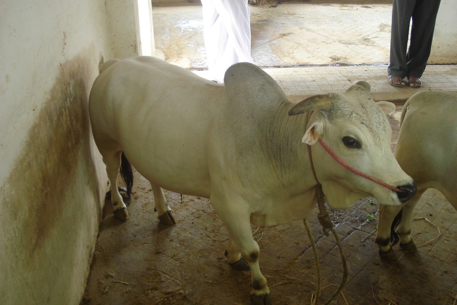 தமிழக பசுவினங்கள் / Tamilnadu regional cattle: Tamilnadu cattle Breeds