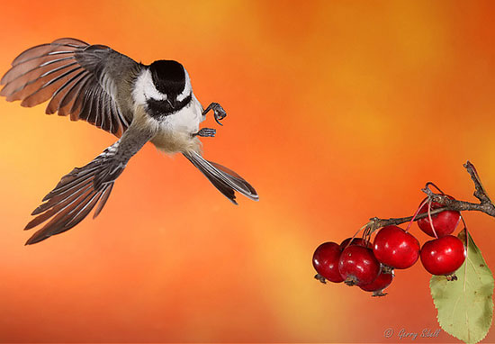 TratoHecho.com: Hiperrealistas fotografías de pájaros