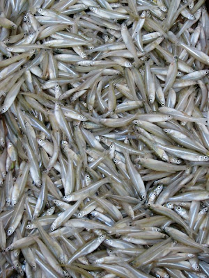 Charal | Nunca te acostarás sin saber algo nuevo