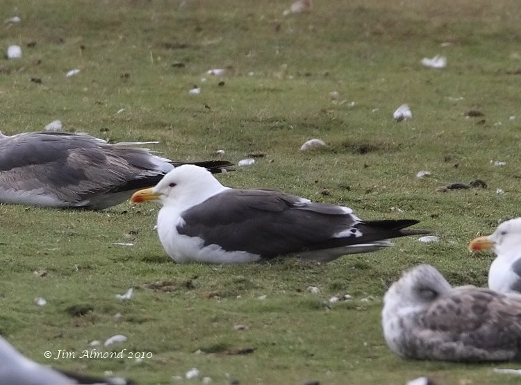 Shropshire Birder: Stubbers Green - Yellow legged Gulls