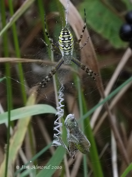 Shropshire Birder: Venus Pool - Arachnophilia