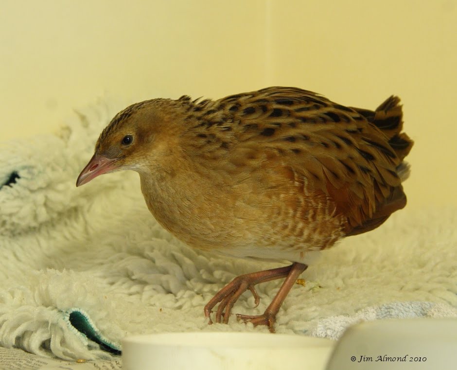 Shropshire Birder: Shropshire Corncrake!!