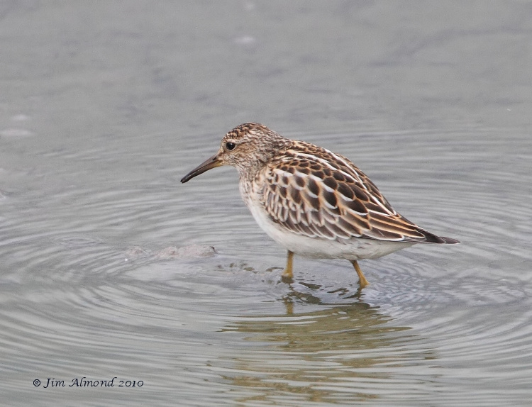 Shropshire Birder: Upton Warren - Pectoral Sandpiper