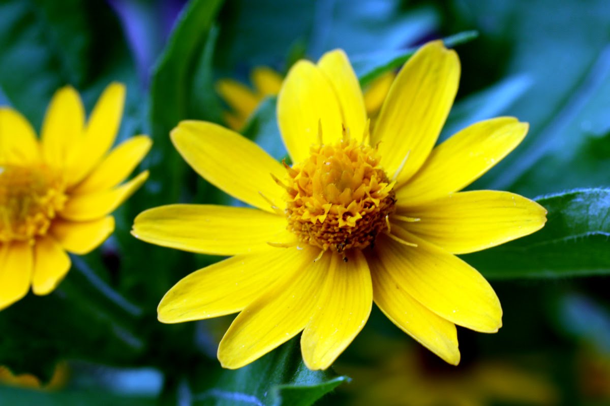 The Adventures of Bushwhack Jack: Something Yellow!