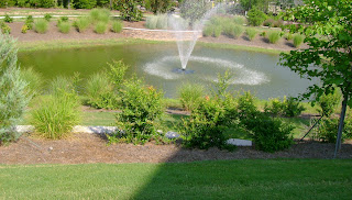 Garden View: Ornamental grass around the pond