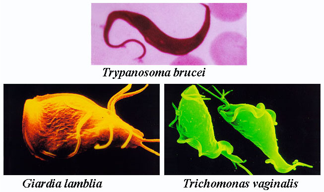 Evolutionary Classification: Kingdom Protista
