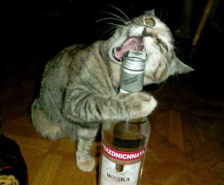 Gato Alcoholico | Gatitos Adorables